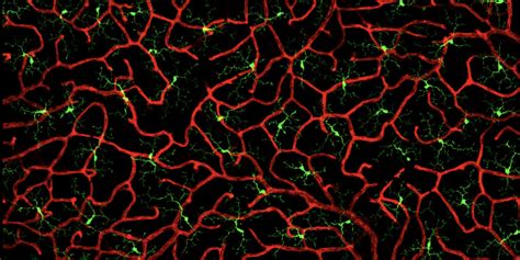 Fundamentals Of Fluorescence Microscopy Events