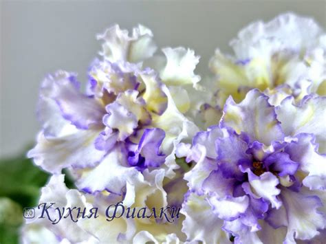 Селекция Лебедской Елены