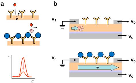 Chemosensors Free Full Text Electrochemical Sweat Sensors