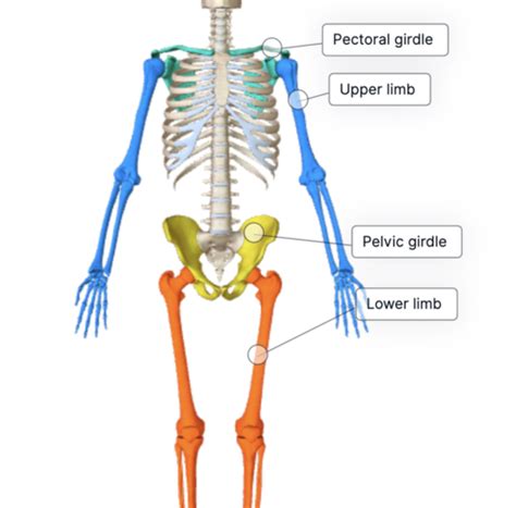 Biology 252 Lab Lab 4 The Appendicular Skeleton Upper Apendages Flashcards Quizlet