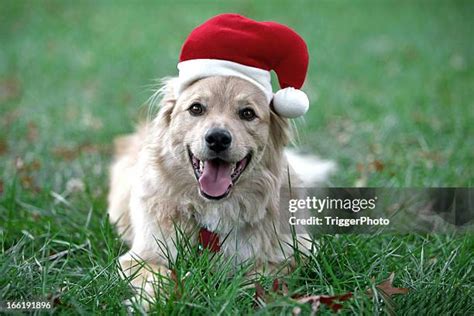 Cute Stockings Photos And Premium High Res Pictures Getty Images