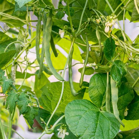 How To Plant And Grow Green Beans How Do I Grow Green Beans