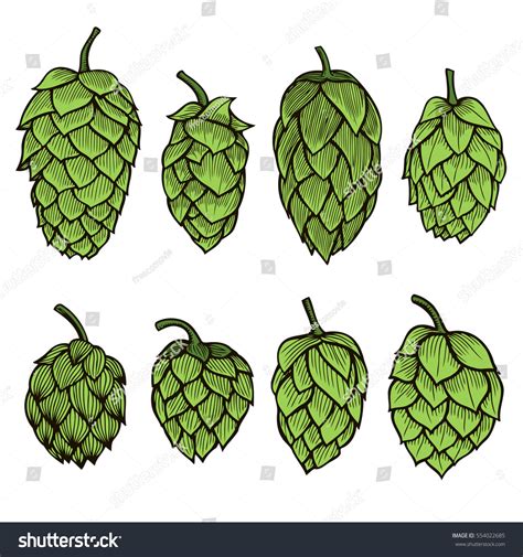 Colored Hand Drawn Engraving Style Hops Stock Vector Royalty Free