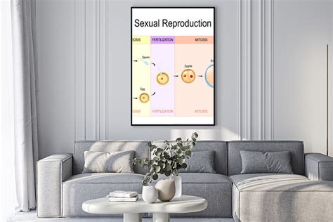 Sexual Reproduction Meiosis Fertilization Mitosis Vector Posters For The Wall • Posters Stem