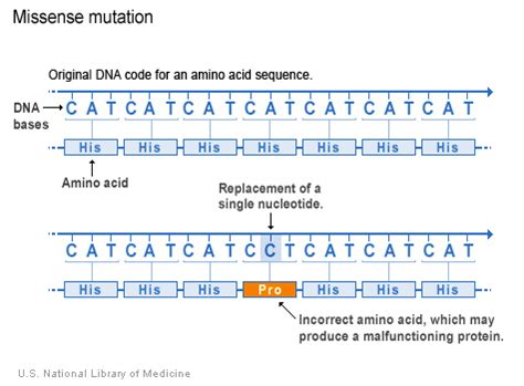 Missense Mutation — Definition And Examples Expii
