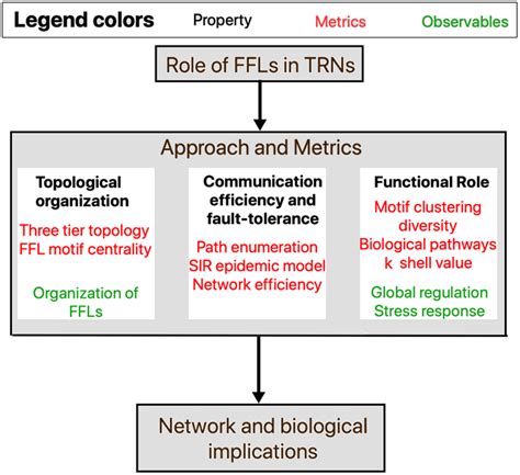 Contributions Of The Paper Role Of The Feed Forward Loop Ffl Motifs Download Scientific