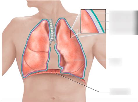 Pleural Membrane And Cavity Diagram Quizlet