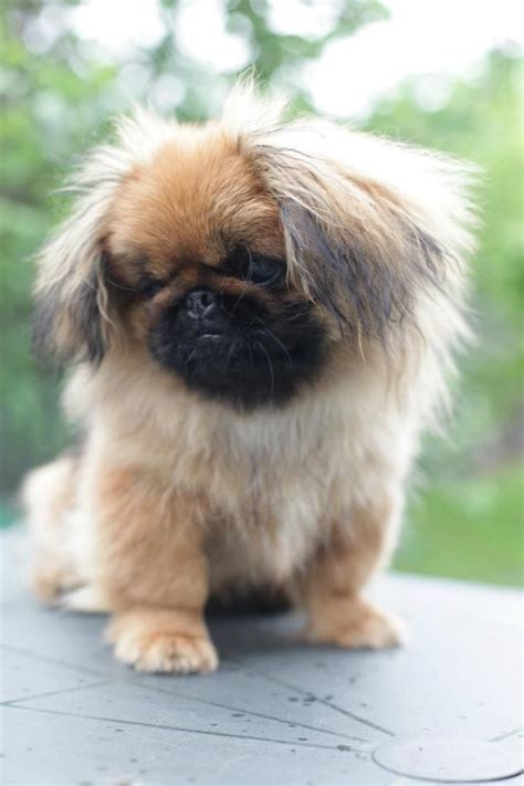1000 Images About Pekingese On Pinterest