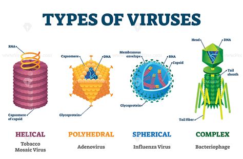 Explain The Structure Of Virus With Labelled Diagram Virus D