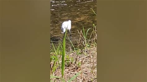 살금살금 다가와서 작은 물고기를 사냥하는 어린 쇠백로 Youtube