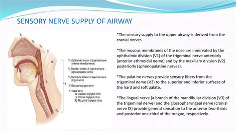Anatomy And Assessment Of Airway Pptx