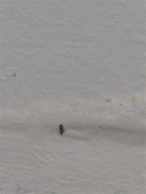 Possible Bed Bug Nymph Please Help Id R Bedbugs