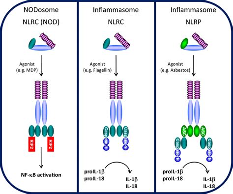 Nod2 Signaling Adaptor Protein Nucleotide Oligomerization Domain 2 Protein
