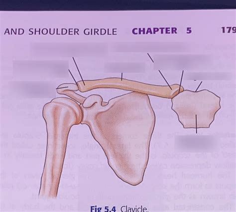 Clavicle Diagram Quizlet