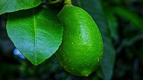 How To Tell Difference Between Lemon And Lime Tree About Tree