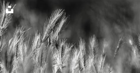 Grayscale Photo Of Wheat Plant Photo Free Ukraine Image On Unsplash