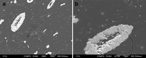 B4c Composites With A Tib2 C Core Shell Microstructure Produced By Self Propagating High