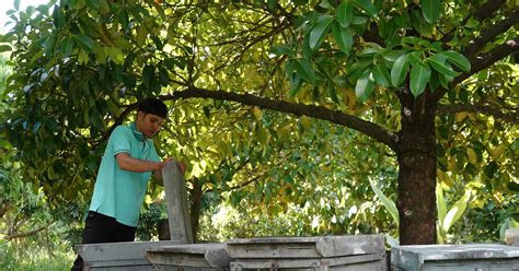 Nuôi Cả đàn Côn Trùng Cho Mật Thơm Lừng 9x Cần Thơ Thu Bộn Tiền