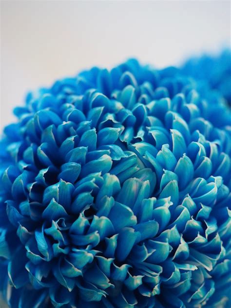 Photography Tips How To Take A Close Up Macro Shot Fat Mum Slim