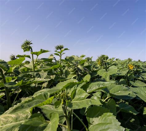 Un Gran Número De Girasoles En El ámbito Agrícola El Cultivo De