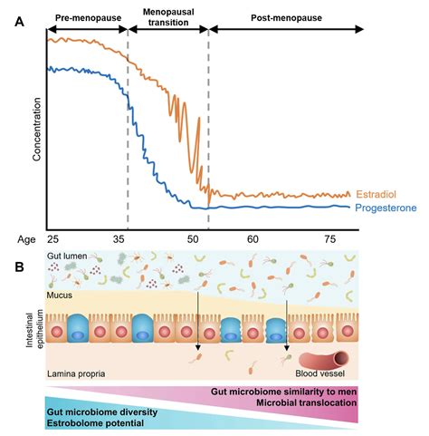 Your Gut Microbiome Rhoda Lucas Dietitian Fitness Model And Coach