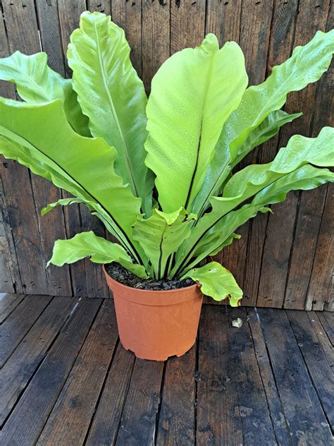 Asplenium Nidus Newen Botanicum