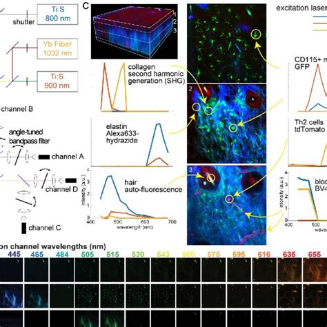 Pdf Hyperspectral Multiphoton Microscopy For In Vivo Visualization Of Spectrally Overlapped
