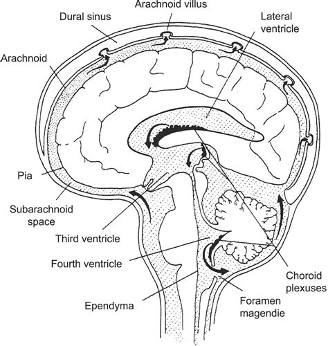 Cerebrospinal Fluid Pathway