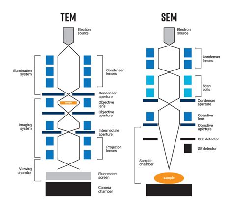 Difference Between Light Microscope And Electron Microscope Pdf Infoupdate Org