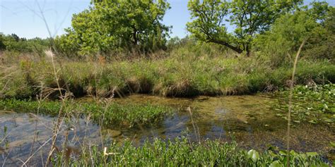 Is A Riparian Forest Buffer Right For Your Site Development Project