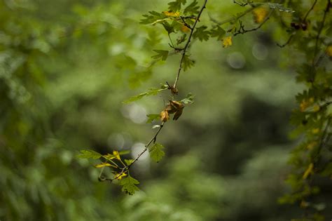 How Do We Identify Different Trees Royal Forestry Society