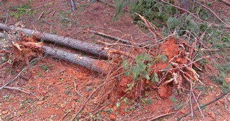 Uprooting Trees In A Pine Forest As Part Of The Preparation Of Land For
