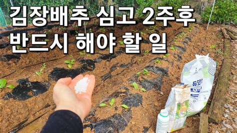 김장배추 웃거름 주는 시기와 방법 김장배추 비료주는시기 Youtube