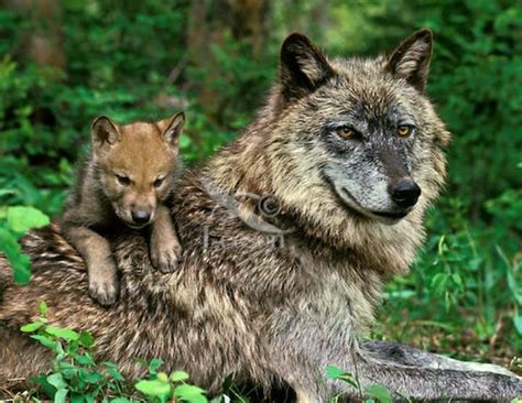 Fierce Timber Wolf Momma And Her Pup Raww
