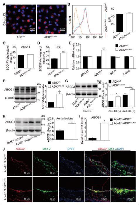 Cholesterol Efflux Is Enhanced Via Abcg1 Atp Binding Cassette Download Scientific Diagram