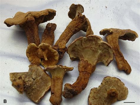 Taxonomy Fungi Polypore Westerdijk Fungal Biodiversity Institute