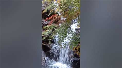 단풍잎 아래로 흐르는 계곡물 Youtube