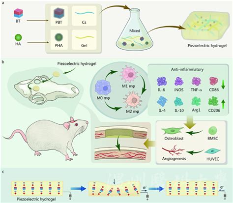 李校堃院士团队王周光课题组开发新型压电水凝胶 通过促进内源性生长因子分泌调控骨组织再生 校园纵横 温州医科大学新闻中心