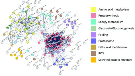 Phytophthora Infestans Peptide Based Detection In Mycelium And In Download Scientific Diagram