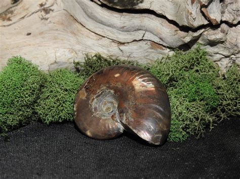 Rainbow Ammonite Fossil Canada S Rock Shop