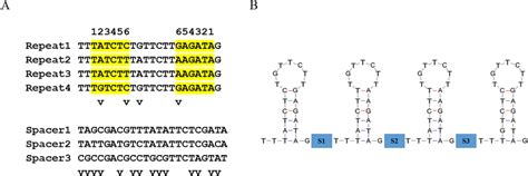 Sequence Variations And Possible Secondary Structure Of Crispr Download Scientific Diagram