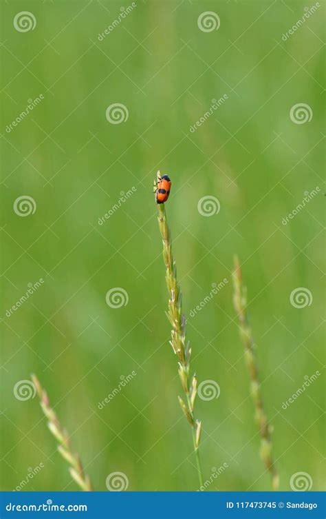 Bug On Twig Stock Image Image Of Fresh Little Happy 117473745