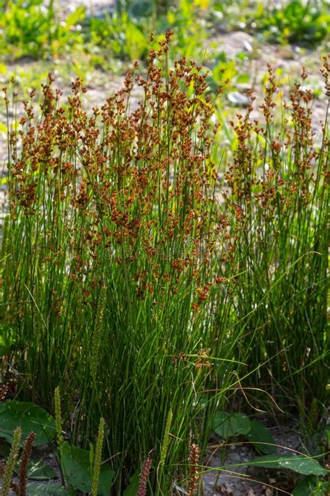 Common Soft Rush Juncus Effusus Is A Perennial Herbaceous Flowering