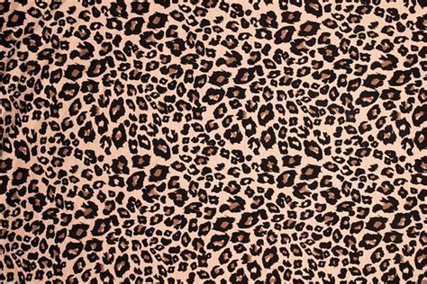 70+ Бесплатные Leopard Print & Леопард изображения - Pixabay