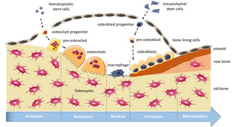 Bone Remodeling Diagram