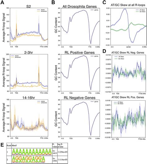 R Loop Signal As A Function Of Transcription Unit And Sequence Download Scientific Diagram