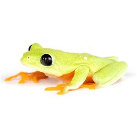Frog Color Eyes