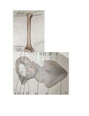 Bio 201 Lab Final Practice Docx Course Hero