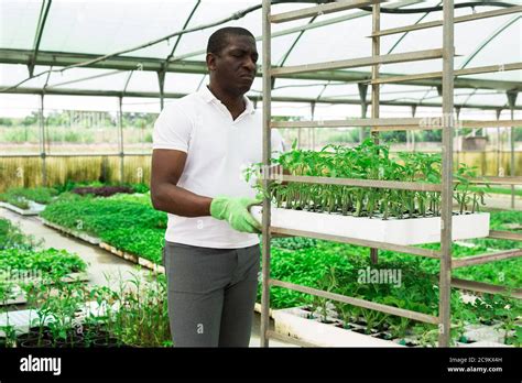 Positive African American Male Worker Stacking Crates With Seedlings In