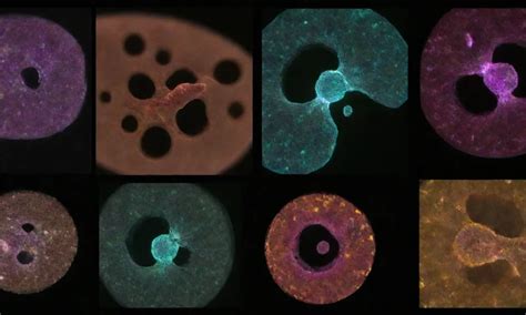 Teoría Celular Postulados Origen Y Evolución Conceptos Clave